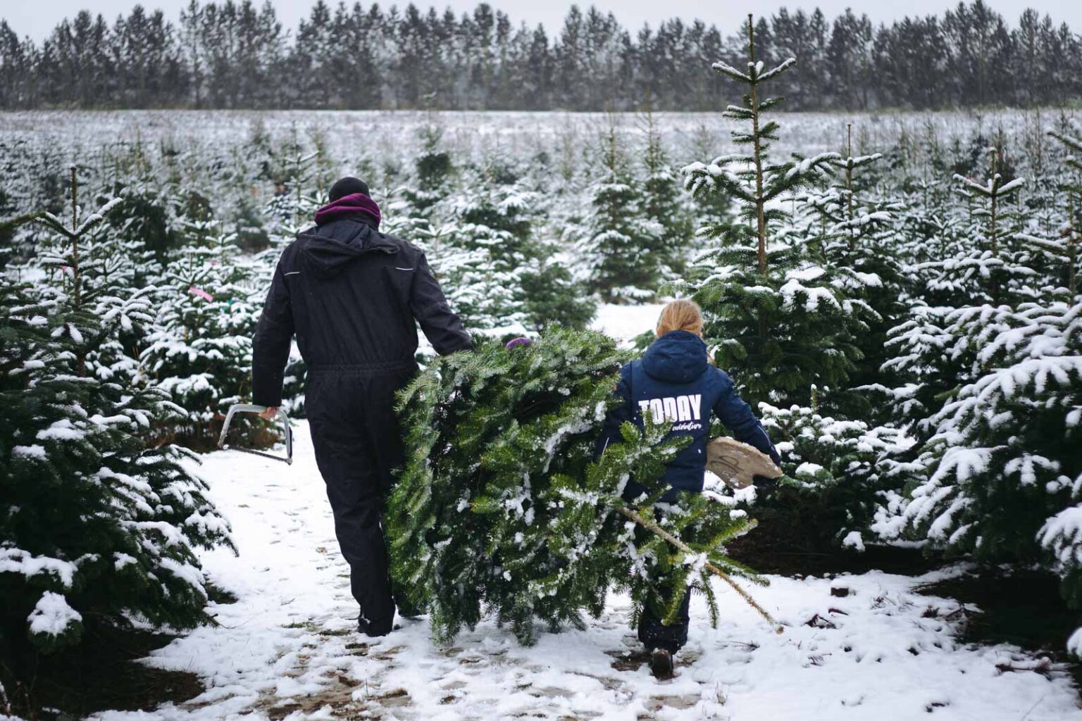 Abildgaardens Juletræer - Nordsjælland
